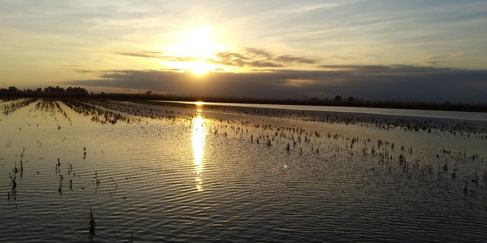 Arroz variedad Albufera Ciudad de sueca – Escuina